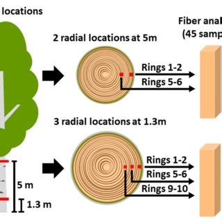 A D Visual Representation Of The Image Processing Steps Download Scientific Diagram