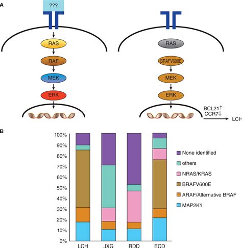 Pediatric And Adult Histiocytic Disorders Clinical Tree