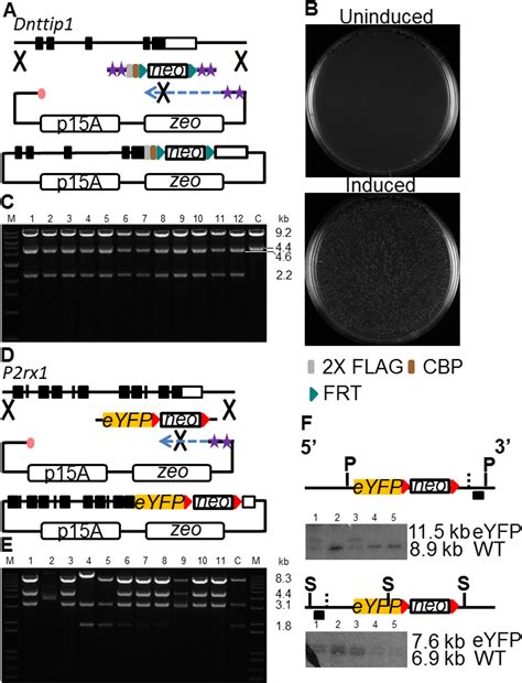 Subcloning Plus Insertion Spi A Novel Recombineering Method For The
