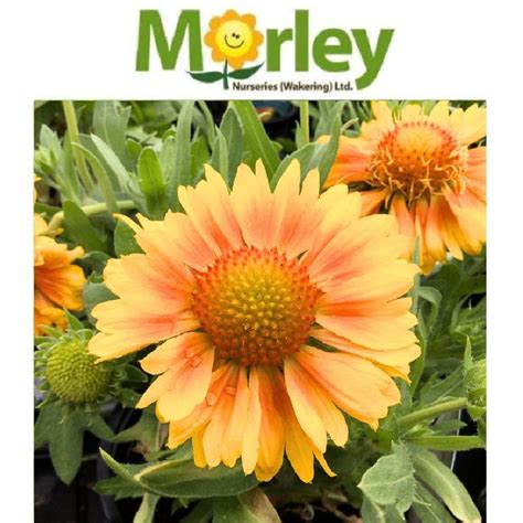 Gaillardia Granada Mesa Peach Morley Nurseries