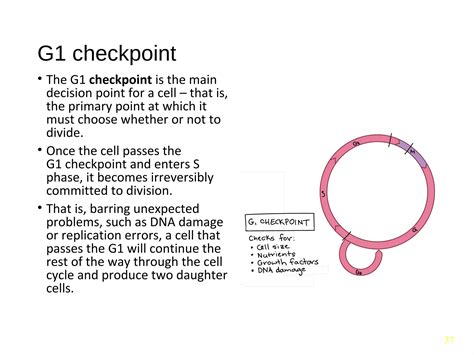 Cell Cycle Its Regulation And Checkpoints Ppt Biological Sciences Science