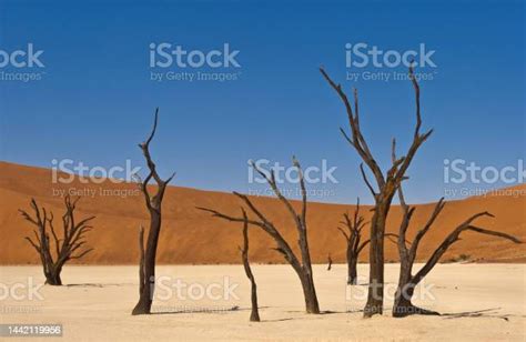 빨간 언덕 및 Deadvlei Sossusvlei에에서 푸른 하늘에 대하여 죽은 Camelthorn 나무 0명에 대한 스톡 사진