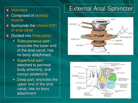 Ppt Anal Canal Anal Triangle And Ischiorectal Fossa Powerpoint