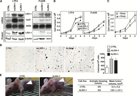 Synergy Between Lrh 1 And β Catenin Induces G1 Cyclin Mediated Cell