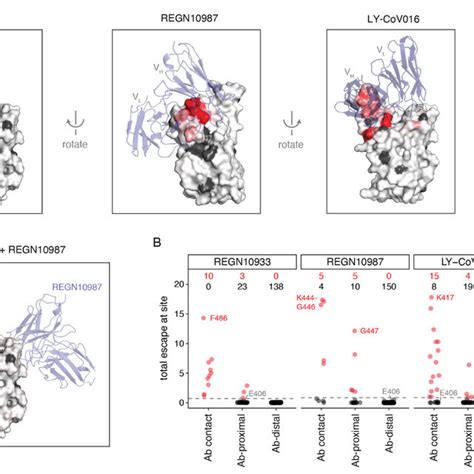 Structural Context Of Escape Mutations A Escape Maps Projected On Download Scientific