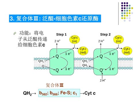 生 物 氧 化 电子传递链 生物技术学院 生化教研室 陈颖 Ppt Download