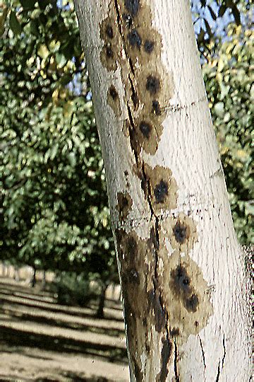 Shallow Bark Canker Walnut Plantsdb