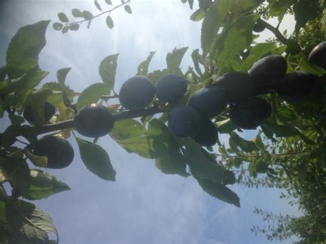 Cueillette De Quetch Et De Pommes La Saison Levignen Oise La Vie