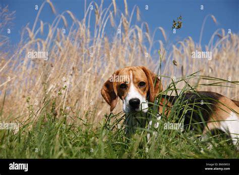 Beagle Canis Lupus F Familiaris Standing In The Grass At The Edge