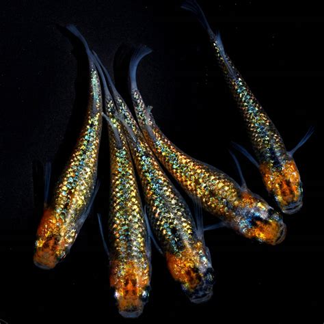 【舞めだか】 赫灼 極上 雄1匹 雌4匹 S1 82 魚類、水生生物