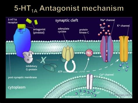 Serotonergic System Ravi