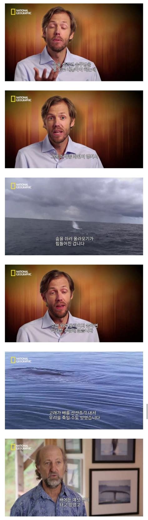 그물에 걸린 혹등고래 구조 깔깔유머방 커뮤니티 팍스넷 증권포털