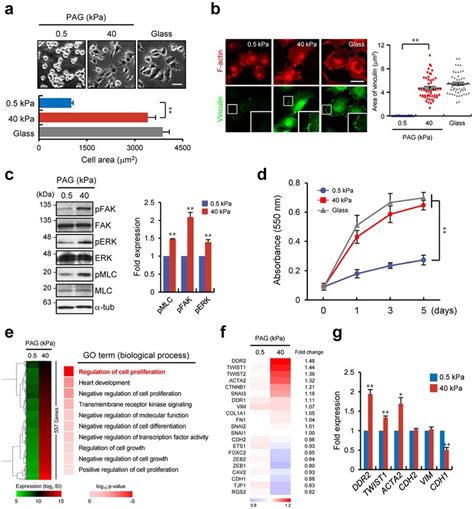 Stiffness Of The Ecm Affects Cellular Behaviour And Gene Expression Download Scientific Diagram