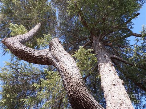 Beautiful One Hundred Year Old Texas Pine Tree Five Photograph By Joney
