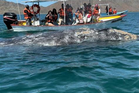 Gray Whale Watching In Magdalena Bay From Los Cabos
