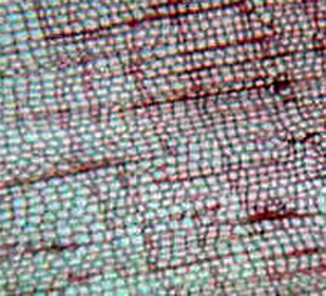 Cork Cross Section Prepared Microscope Slide