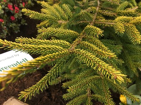 2017 Indiana Flower And Patio Show Favorites [backyard Neophyte