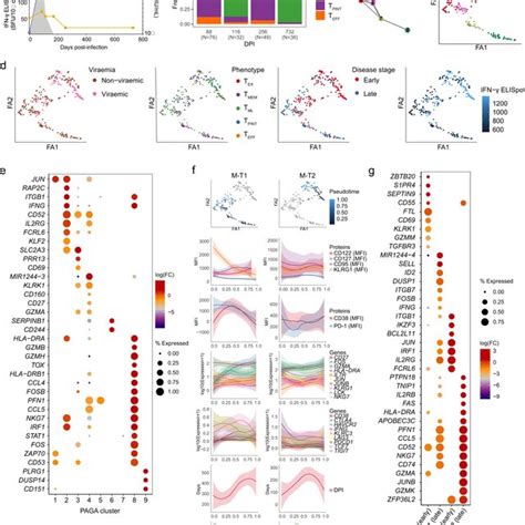 Fate Mapping Implicates Phenotypic Plasticity Within A Clonally