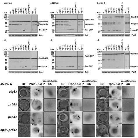 A Protac Mediated Ternary Complex Formation And Hook Effect As A Download Scientific Diagram