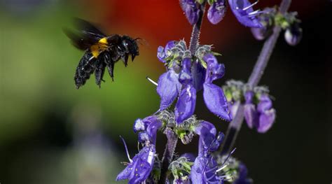 What Keeps Carpenter Bees Away 8 Ways To Repel Carpenter Bees