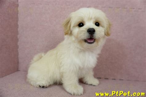 01 10奶油色馬爾泰迪公幼犬 幼犬出售 日新犬舍