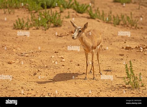 Goitered Gazelle A Small Common Gazelle Is Grazing In The Desert