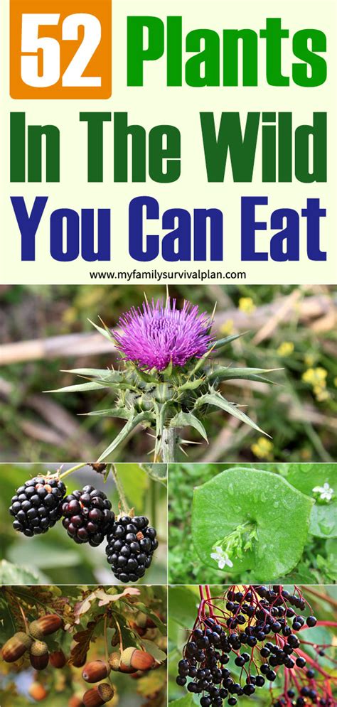 52 Plants In The Wild You Can Eat Wild Food Foraging Plants Edible