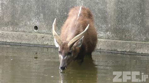 シタツンガ 千葉市動物公園 2017年9月24日 ZFC jp