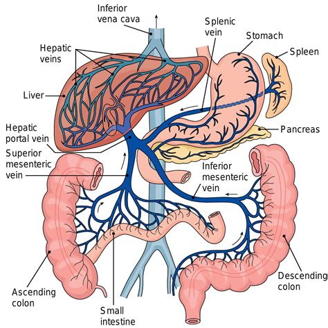 10 Hepatic Portal System Veins From The Abdominal Organs