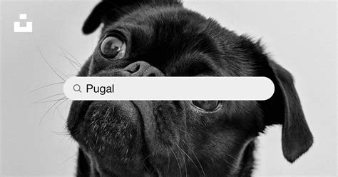 Imágenes De Pugal Descarga Imágenes Gratuitas En Unsplash