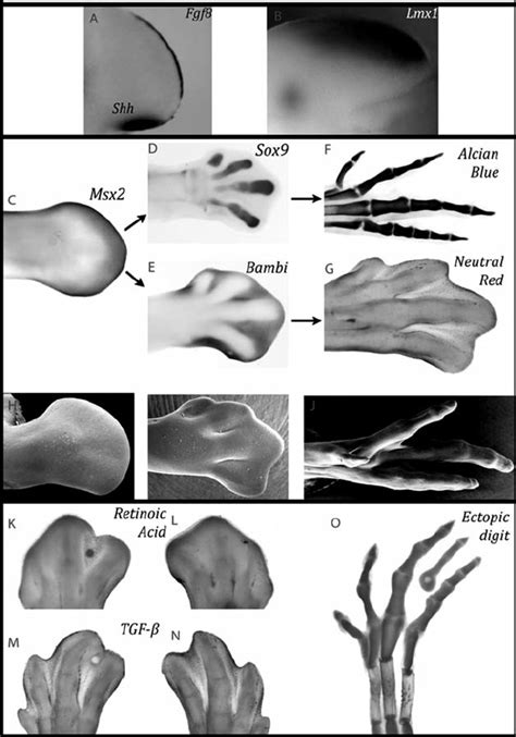 Molecular Signals Involved In Chicken Limb Development A Right