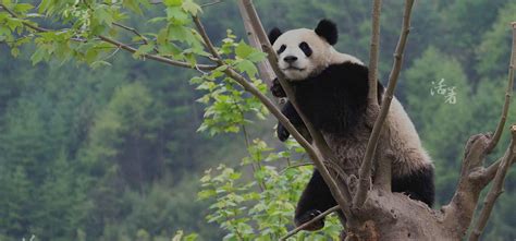 4 Day Wolong In Depth Panda Tour Camping Tents Landscape