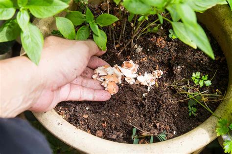 Boost Your Gardens Growth With Egg Shell Fertilizer My Heart Lives Here