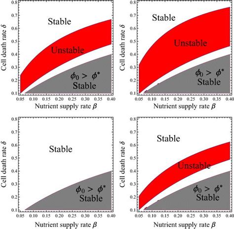 Spinodal Decomposition With Cell Proliferation Of An Initially