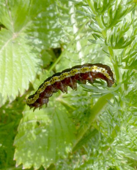 Réf 179739 — Insecta Lepidoptera Noctuidae Cucullia Cucullia Lucifuga Galerie