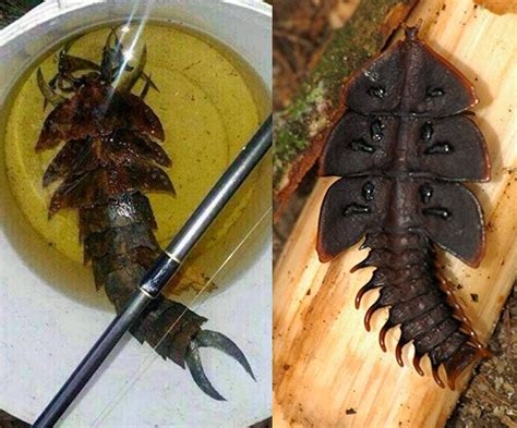 Shukernature Trilobite Beetles Ceti Eels And The Beast Of Brunei