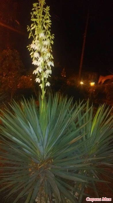 КАК оно НАЗЫВАЕТСЯ??? Оказывается это ЮККА славная (Yucca gloriosa ...