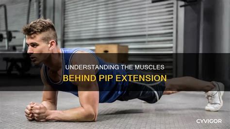 Understanding The Muscles Behind Pip Extension Cyvigor