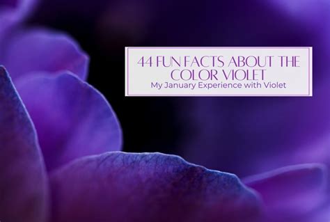44 Fun Facts About Violet And Purple S O N J A ° N E U M E Y E R