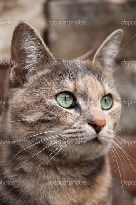 What Is A Tortoiseshell Tabby Cat At Indiana Seery Blog