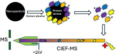 Deciphering Nanoparticle Protein Coronas By Capillary Isoelectric Focusing Mass Spectrometry