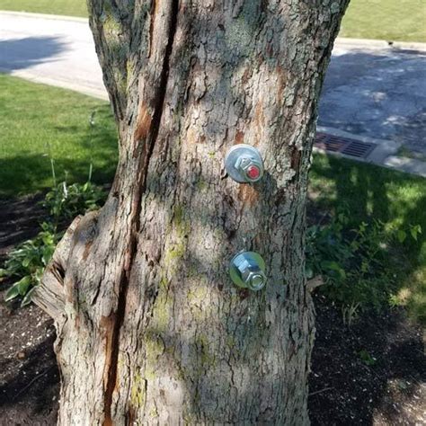 Tree Cabling Tree Bracing Save Your Splitting Tree