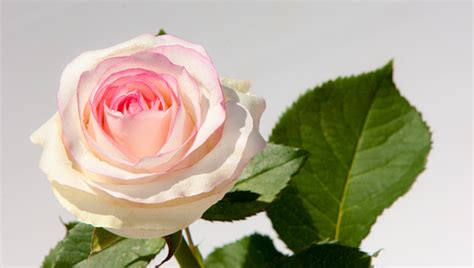 질감 패턴 배경입니다 장미입니다 등뼈가 아름 다운 큰 향기로운 꽃과 줄기 식물에 의하여 일반적으로 덮여 있다 0명에 대한 스톡