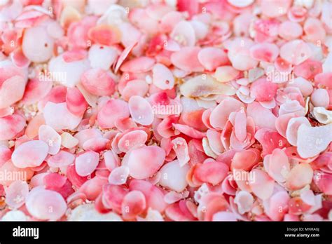 Barbuda Island Pink Sand