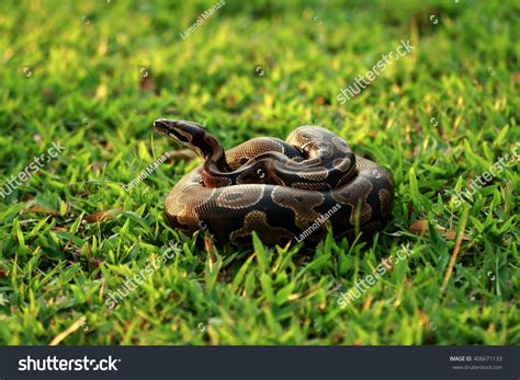 1 441件の「non Venomous Python」の画像、写真素材、ベクター画像 Shutterstock