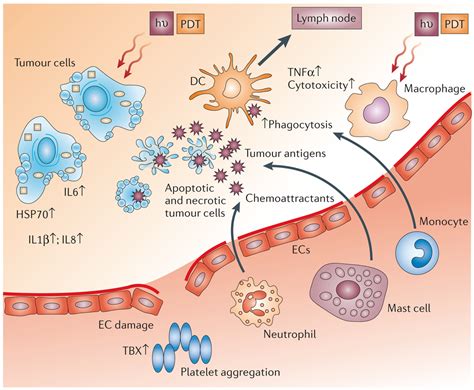 Photodynamic Therapy And Anti Tumour Immunity Pmc
