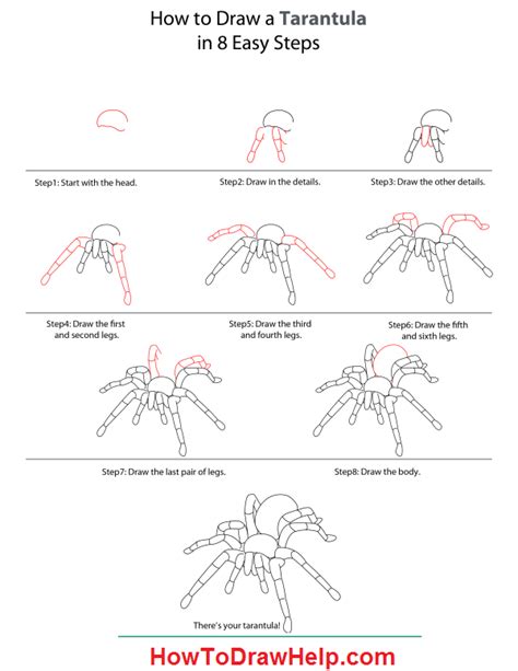 How To Draw A Tarantula Step By Step Click Here For More Face Drawing Tutorials Learn How To