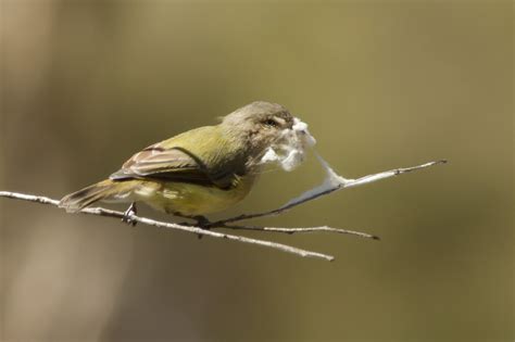 Weebill Adelaide Ornithologists Club