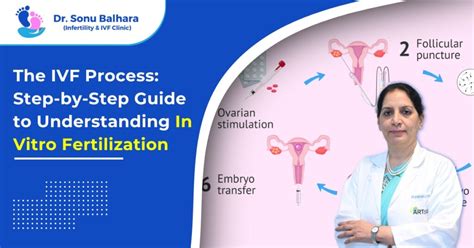 The Ivf Process Step By Step Guide To Understanding In Vitro Fertilization