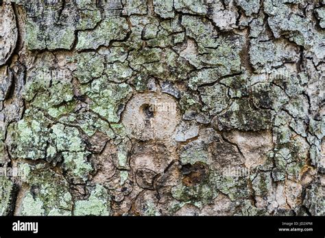 Old Bark Tree Texture Background Brown Tree Trunk Close Up Stock Photo Alamy